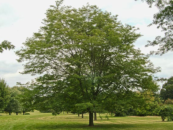 Shademaster Honeylocust | Breezy Hill Nursery - Main